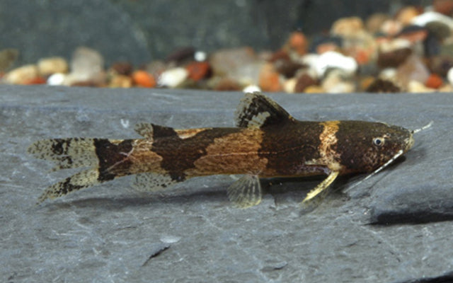 Dwarf marble catfish - Microglanis iheringi 3cm – Waterford Aquatics