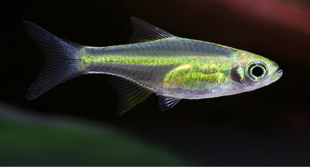 Neon green Rasbora - Microdevario kubotai 2cm – Waterford Aquatics