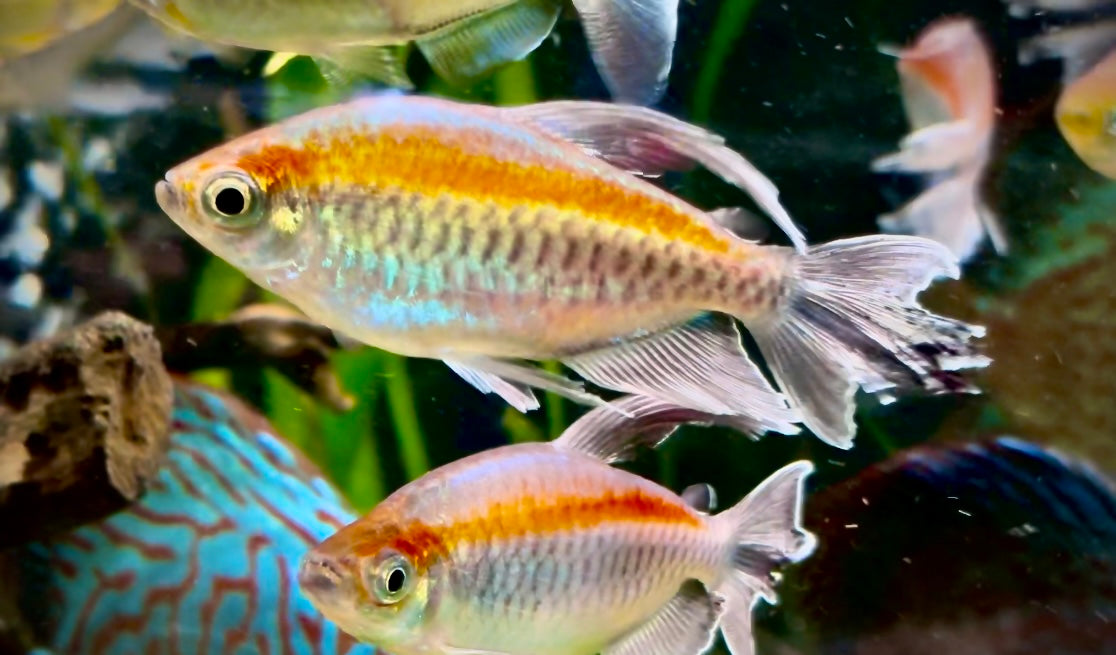 Congo tetra - Phenacogrammus interruptus XL 7-8CM – Waterford Aquatics