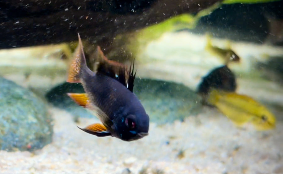 Dark knight ram - Mikrogeophagus ramirezi black 4cm – Waterford Aquatics
