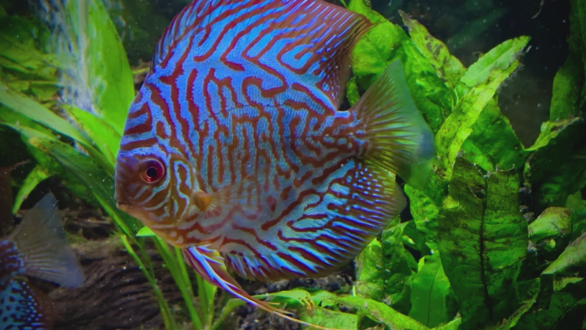 Blue tiger discus - S. aequifasciatus blue tiger 11cm – Waterford Aquatics